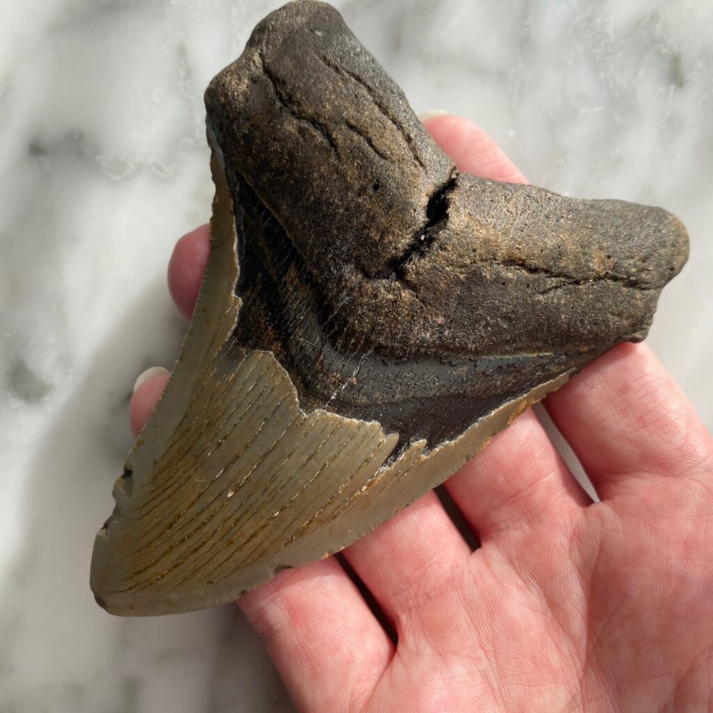 Megalodon Tooth Fossil (B) - Minera Emporium Mineral Shop