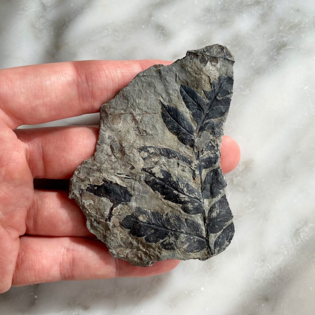 Fern Fossil from Joggins Fossil Cliffs, Bay of Fundy Nova Scotia ...